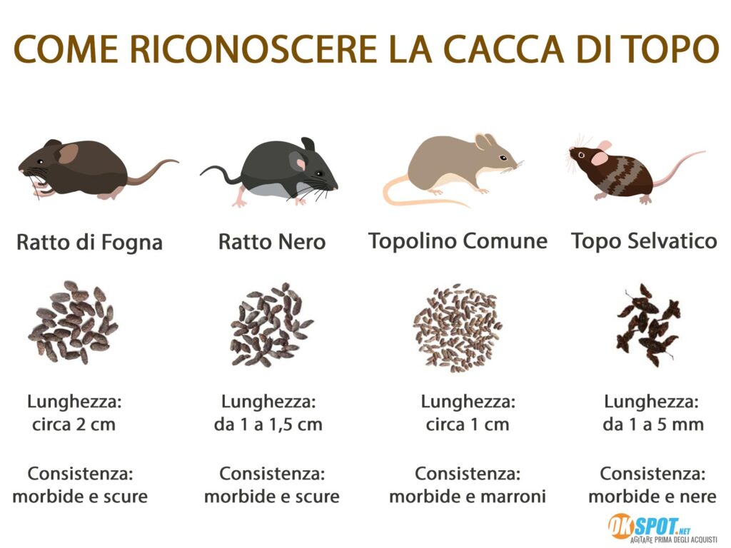 Come riconoscere la cacca di topo (e cosa fare)
