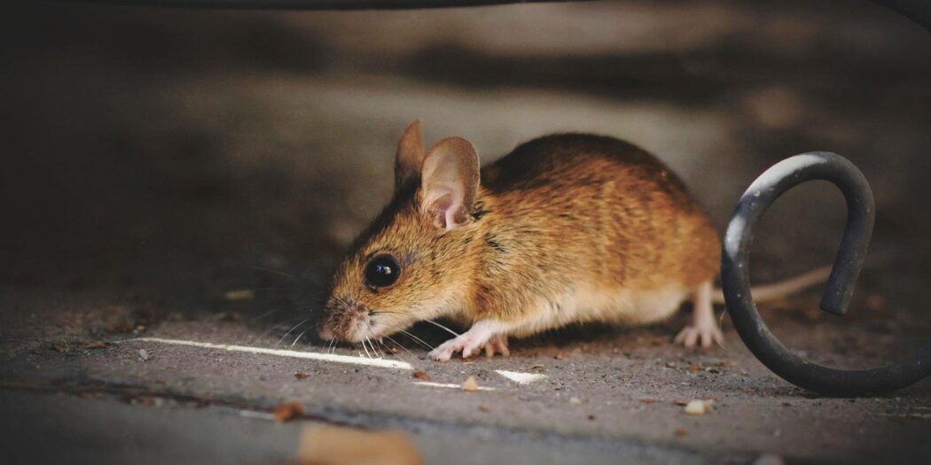 Come riconoscere la cacca di topo (e cosa fare)